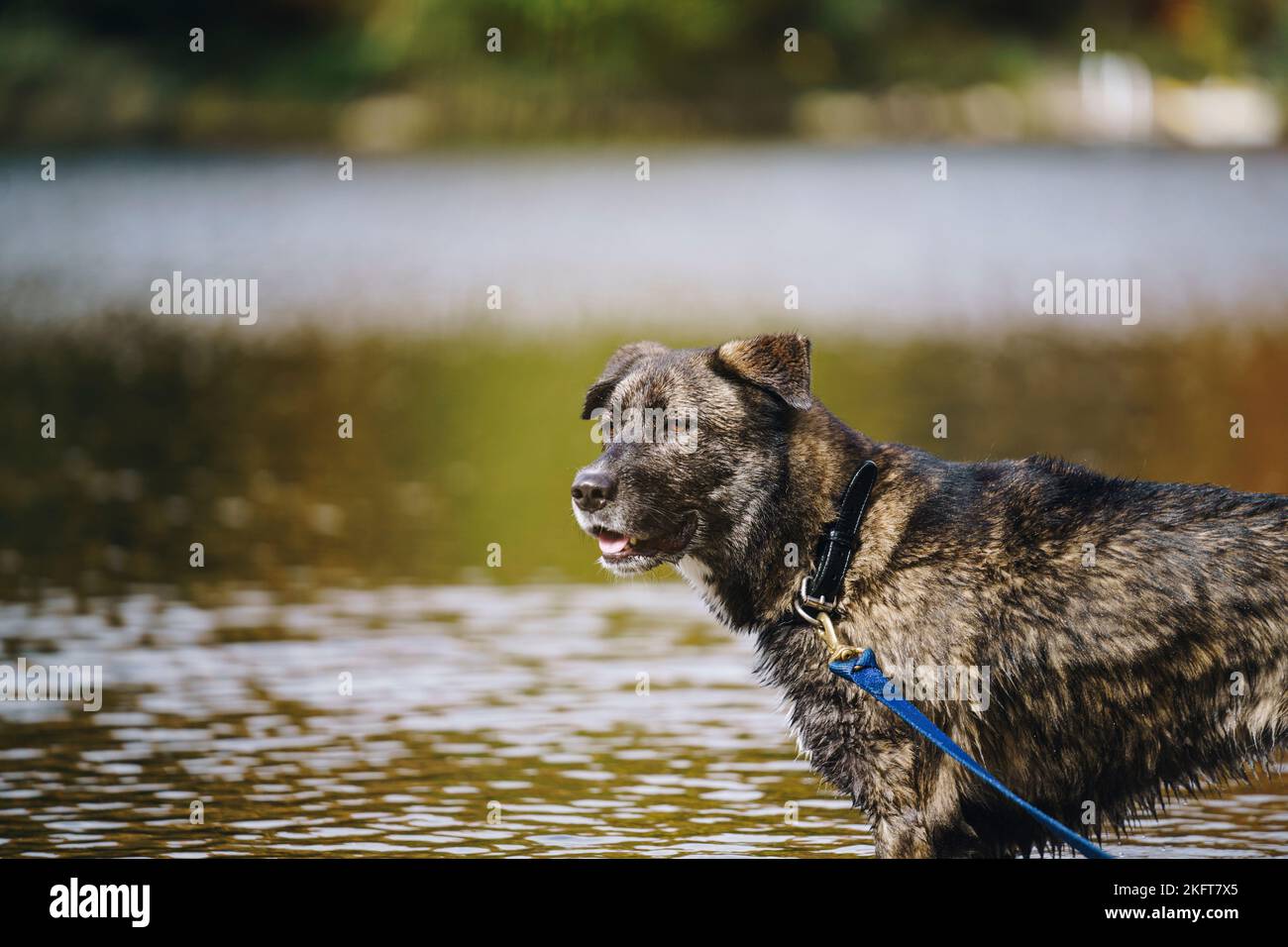 Side view of adorable brown dog standing in shallow water of lake in ...