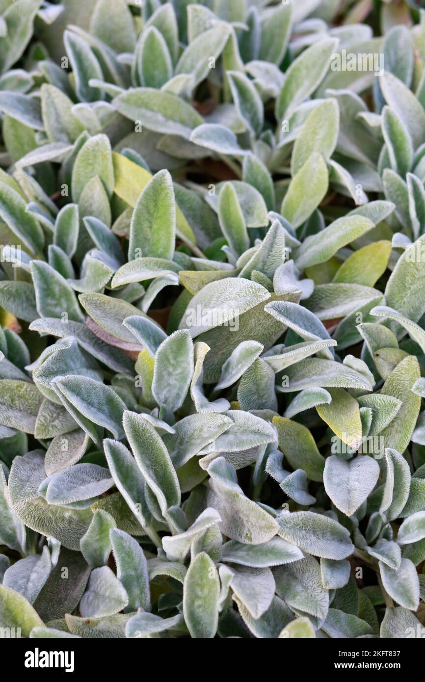 Stachys lanata, stachys olympica or young leaves of lamb's ear plants ...