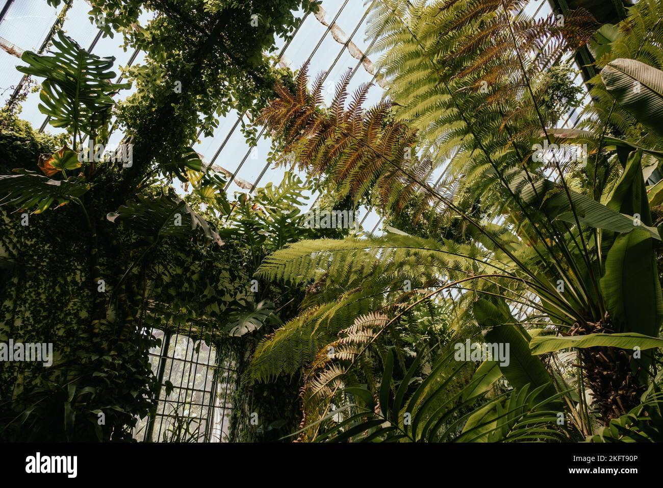 From below blooming green vines covering glass walls and roof of ...