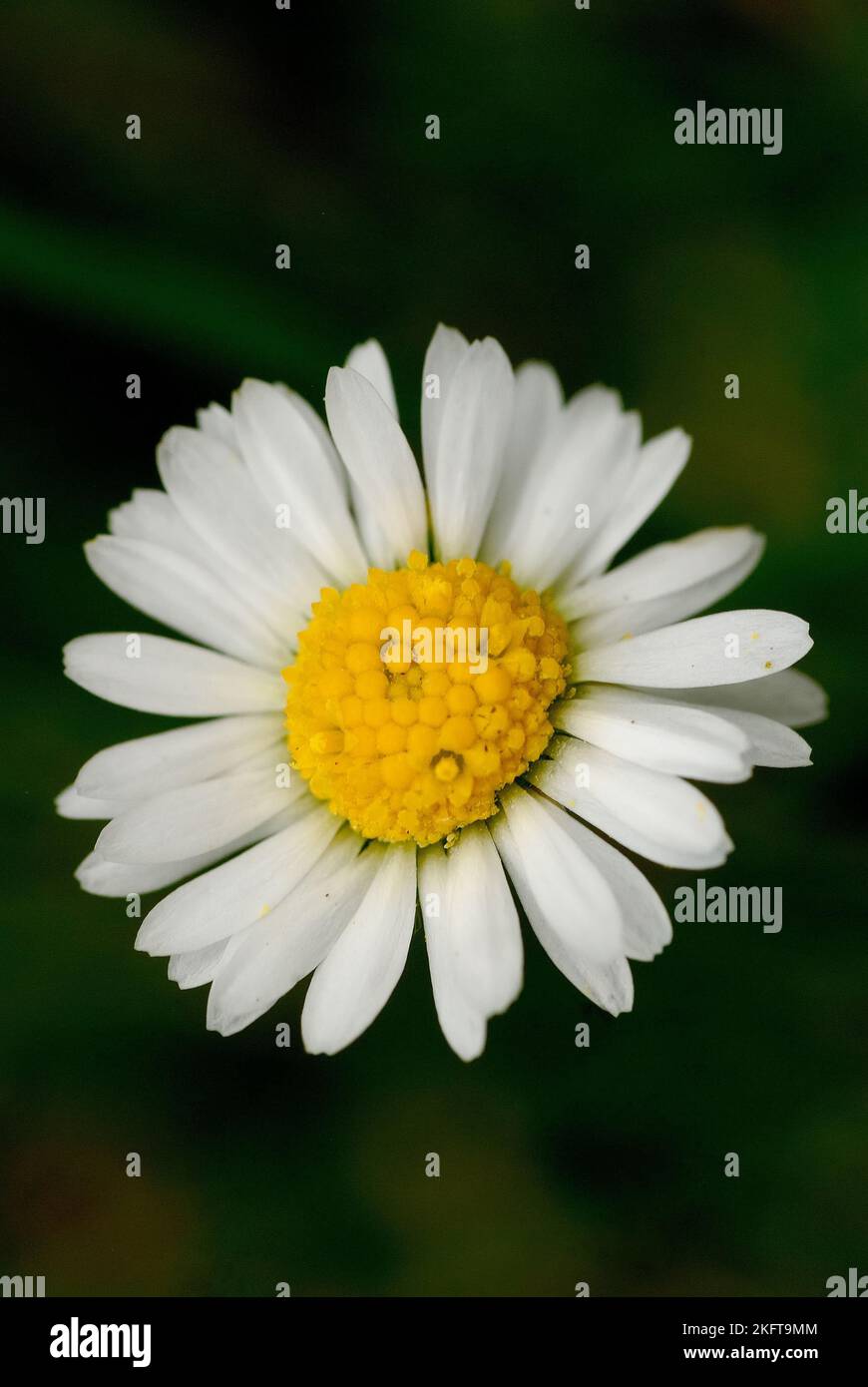 A vertical top view closeup of a white daisy flower Stock Photo - Alamy