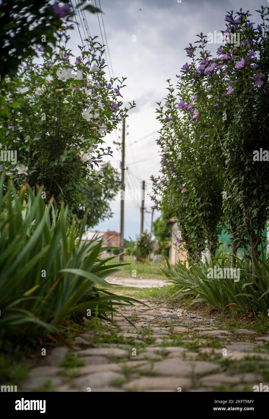A vertical closeup shot of a pathway between a grass field leading to a ...