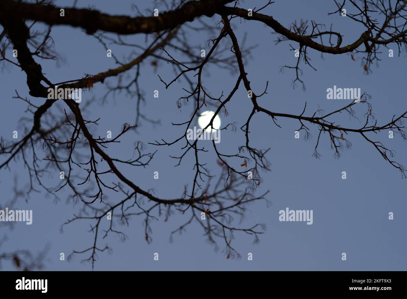 A low angle shot of the moon with tree branches in front of it Stock ...