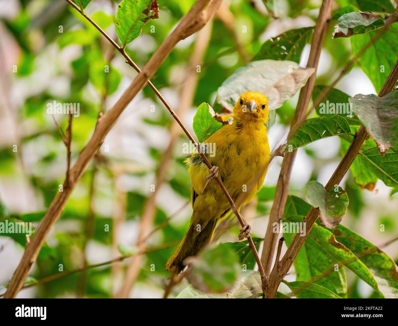 Parasitic weaver hi-res stock photography and images - Alamy