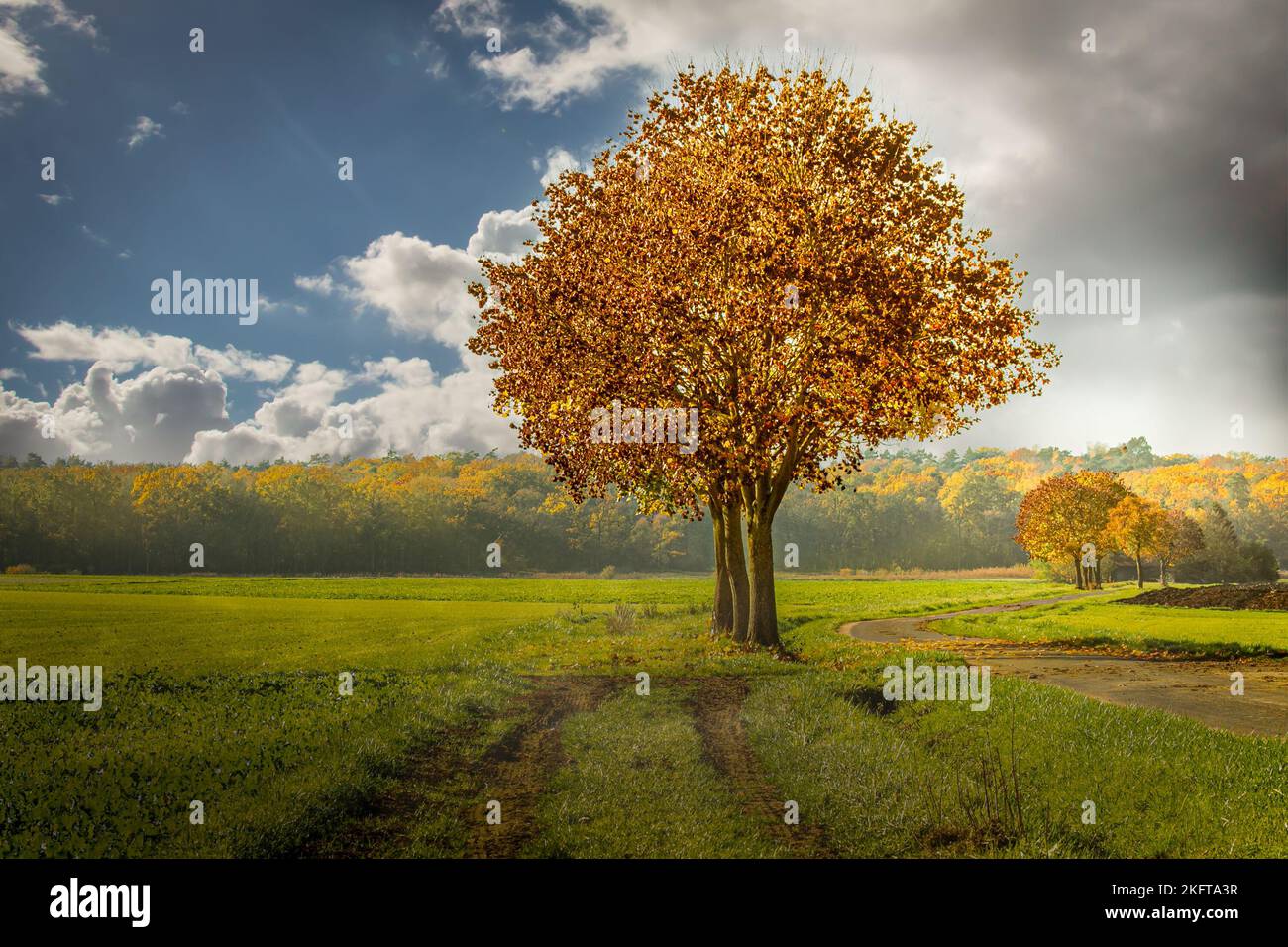 Trees in a grassy field hi-res stock photography and images - Alamy