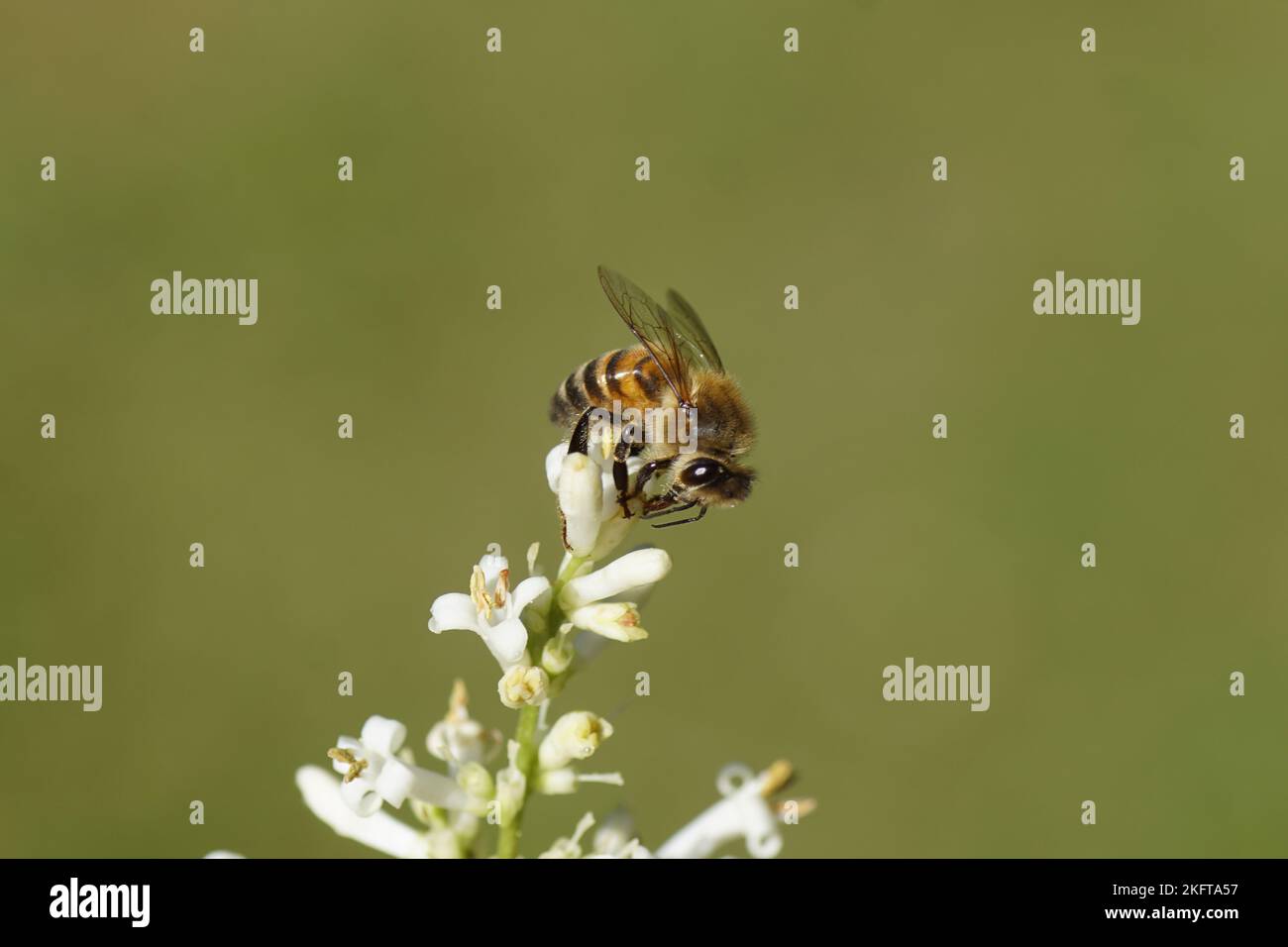 Western honey bee or European honey bee (Apis mellifera) on white ...