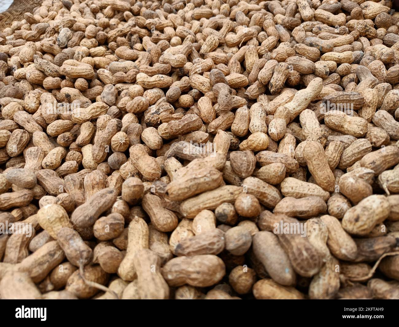 Peanut, groundnut, monkey nut, nut, golden brown colour seeds pods ...