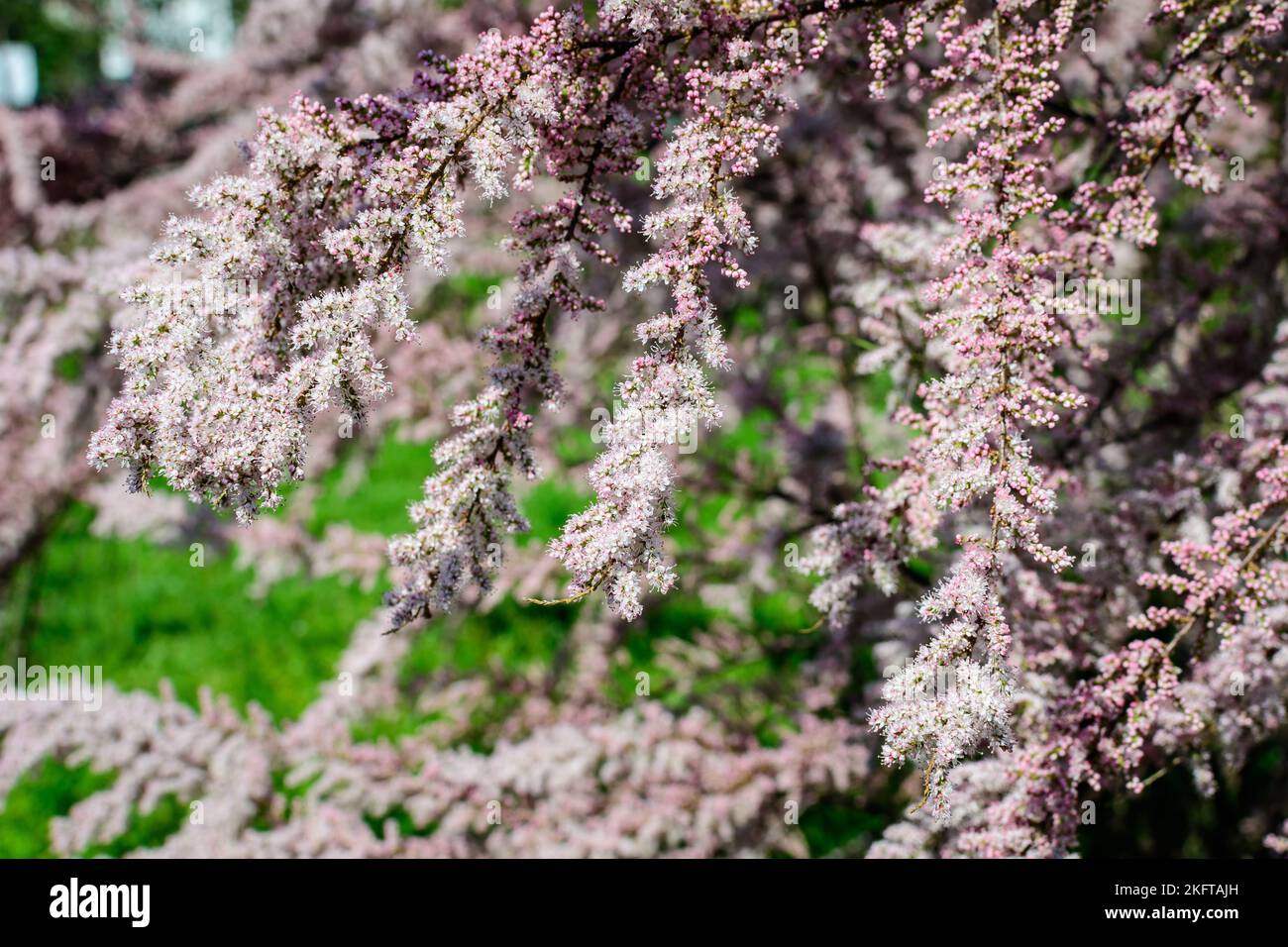 Cedar tree branch fresh buds hi-res stock photography and images - Alamy