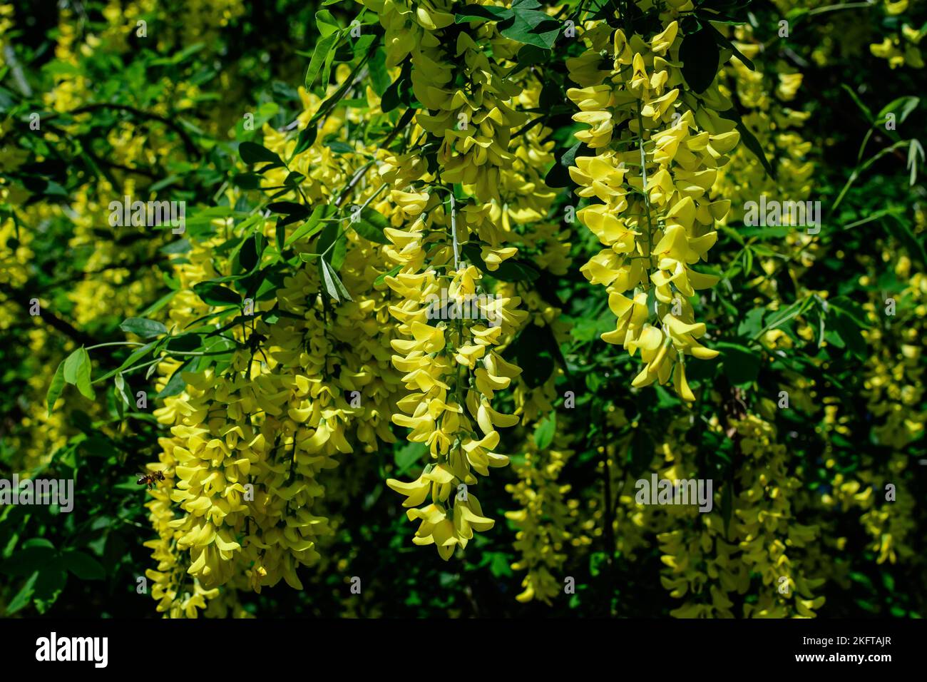 Tree with many yellow flowers and buds of Laburnum anagyroides, the ...