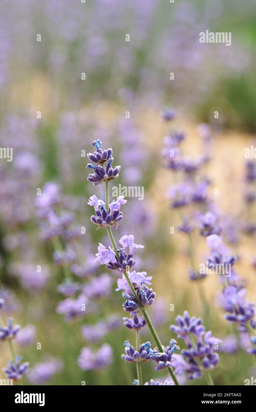 Vertically. Close-up of a lavender flower in a lavender field with blur ...