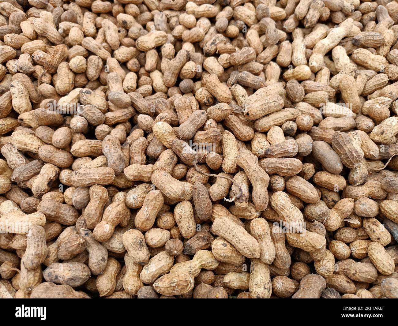 Peanut, groundnut, monkey nut, nut, golden brown colour seeds pods ...