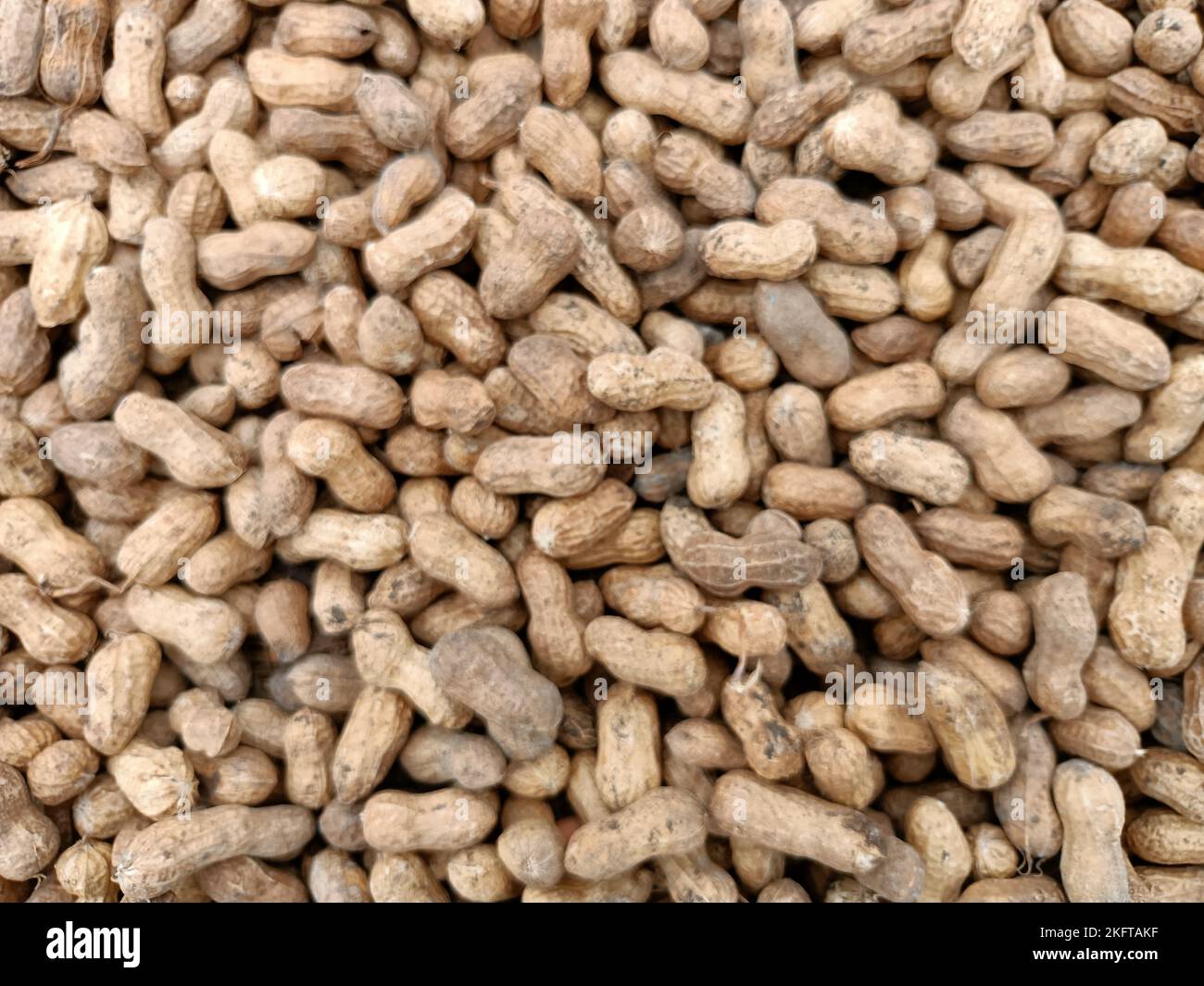 Peanut, groundnut, monkey nut, nut, golden brown colour seeds pods ...
