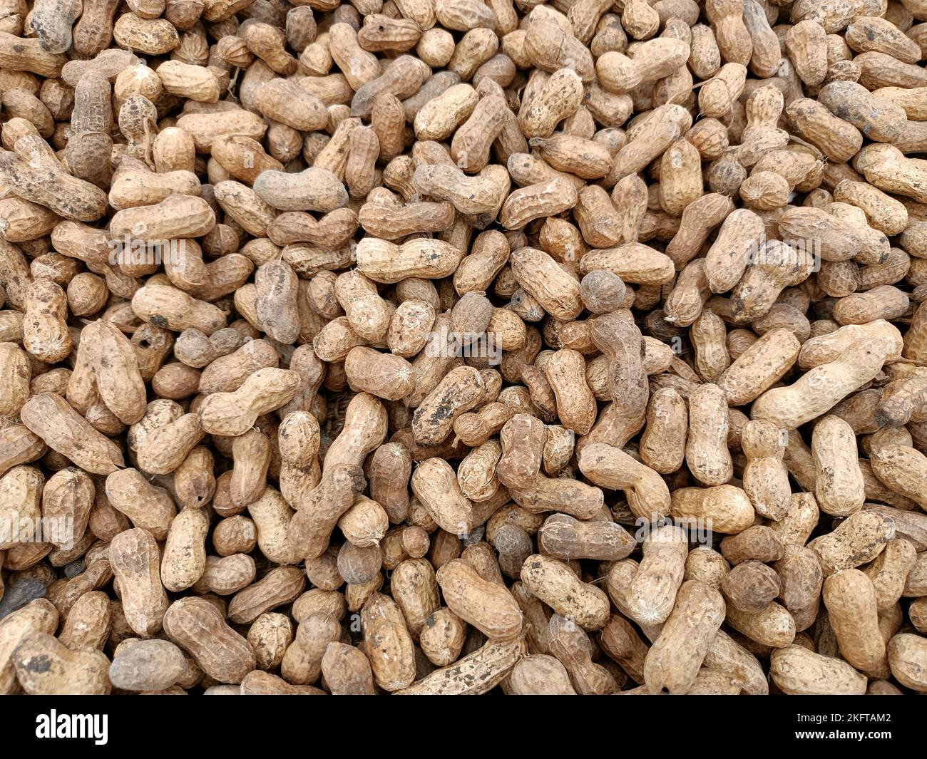 Peanut, groundnut, monkey nut, nut, golden brown colour seeds pods ...