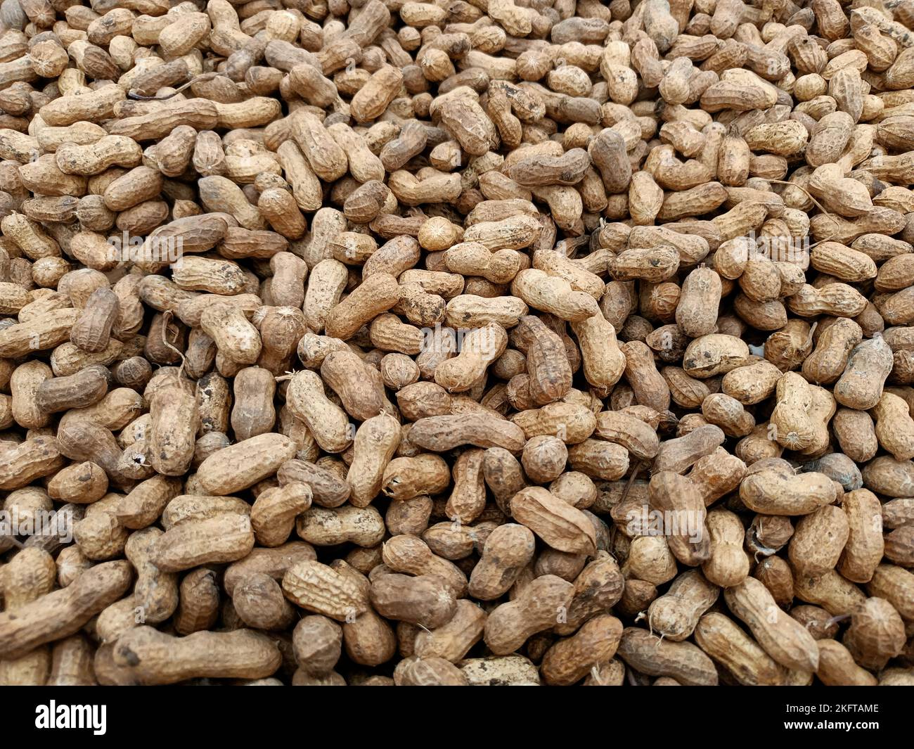 Peanut, groundnut, monkey nut, nut, golden brown colour seeds pods ...