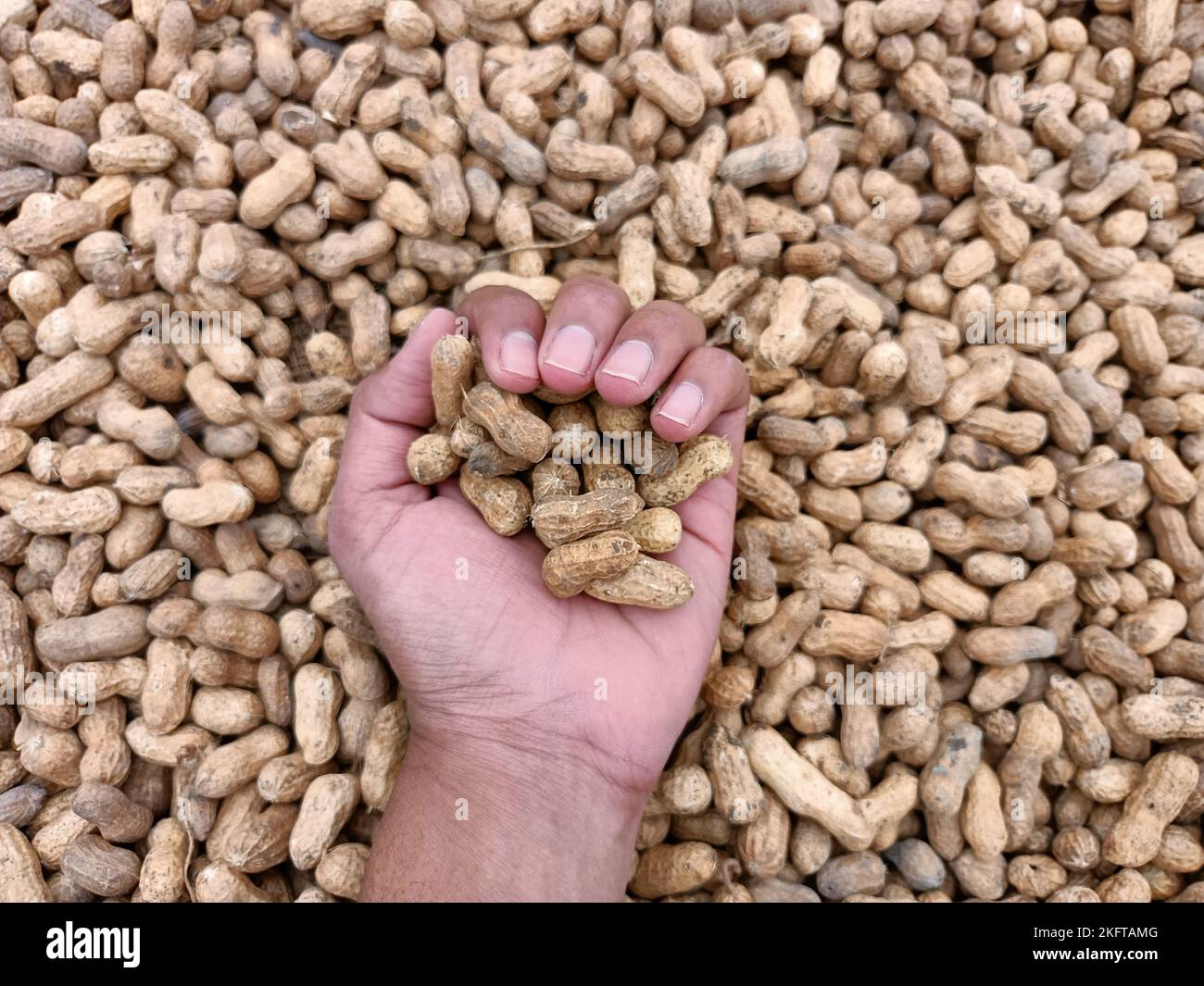 Peanut, groundnut, monkey nut, nut, golden brown colour seeds pods ...
