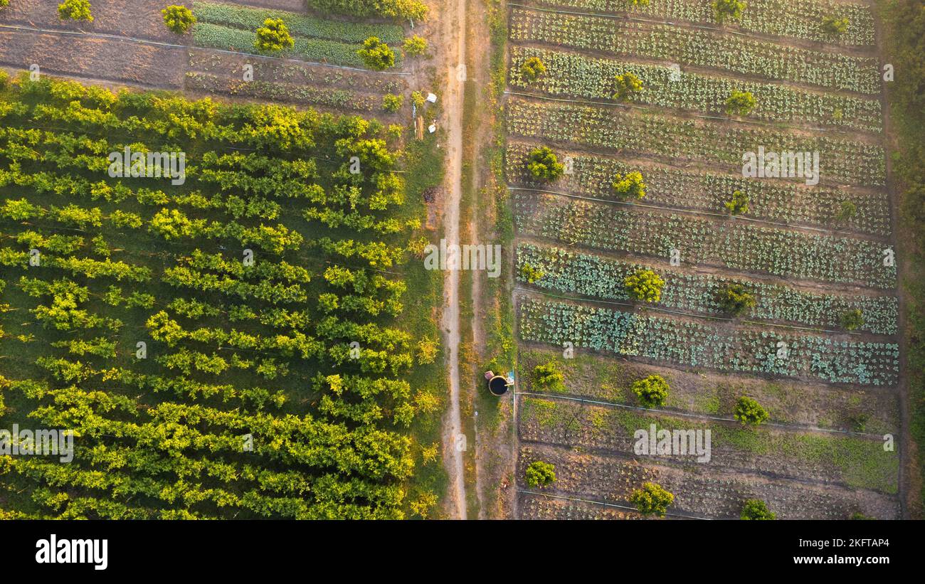 Aerial view of Cultivation trees and plantation in outdoor nursery ...