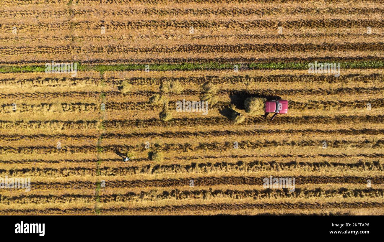 Top view of autumn after harvest with fallen straws in farming village ...