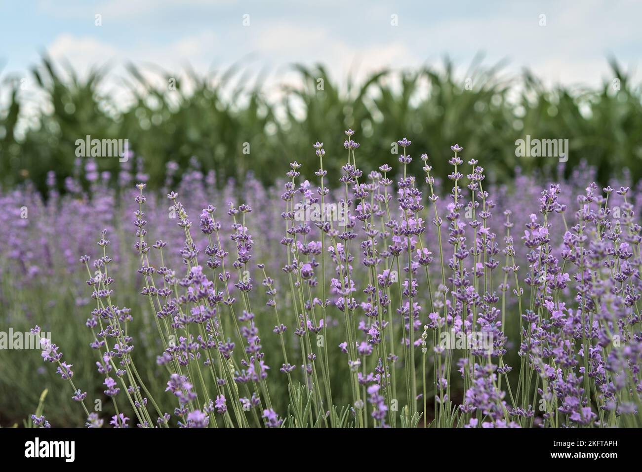 Horizontal photo. Lavender field. Field of corn. horizontal field Stock ...