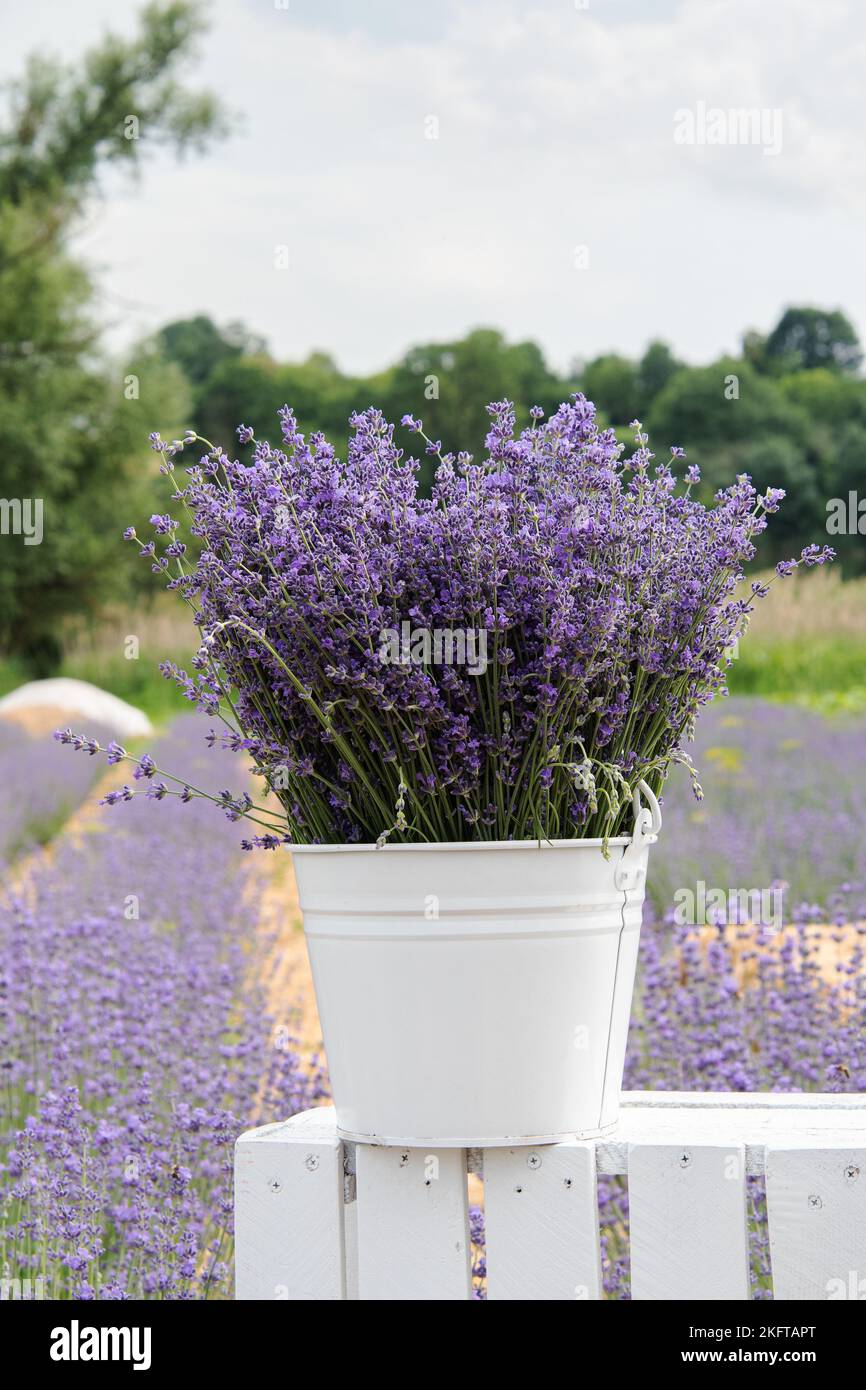 Vertical photo. Purple lavender flowers collected in a white bucket ...