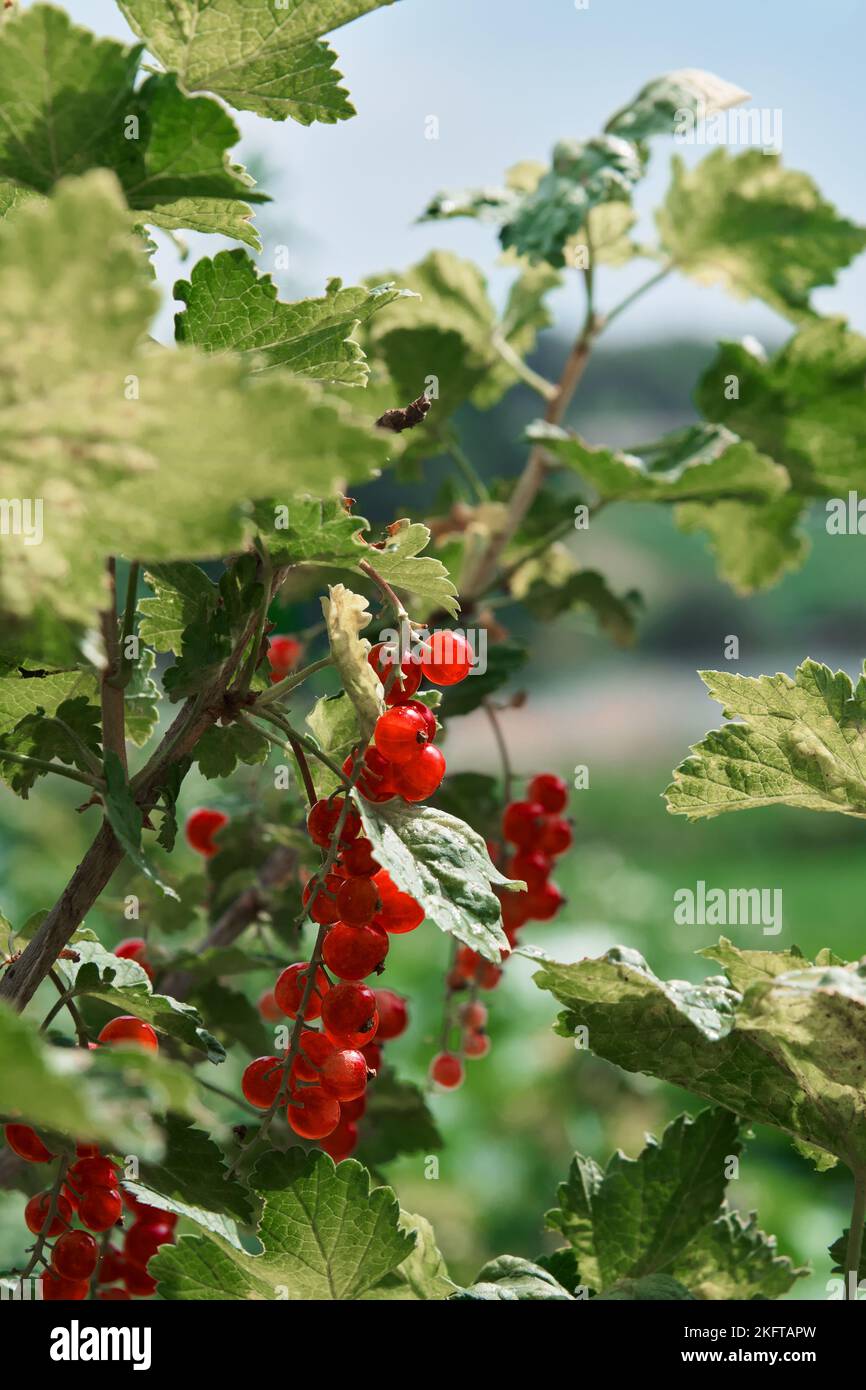 Vertical photo. Bush of ripe red currants green and red berries ...