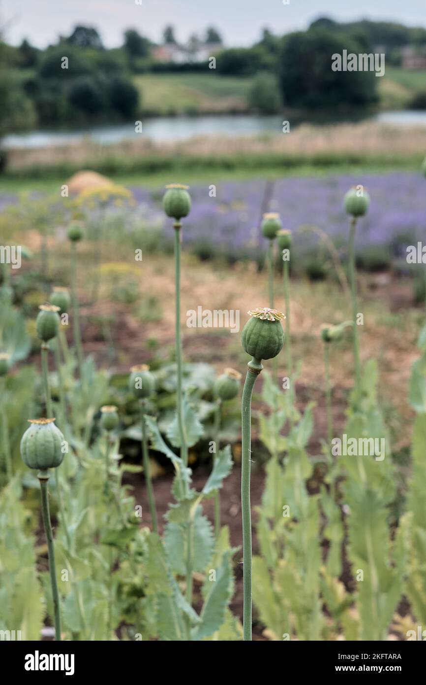 Vertical photo. Poppy with green heads grows in the garden. Sleeping ...