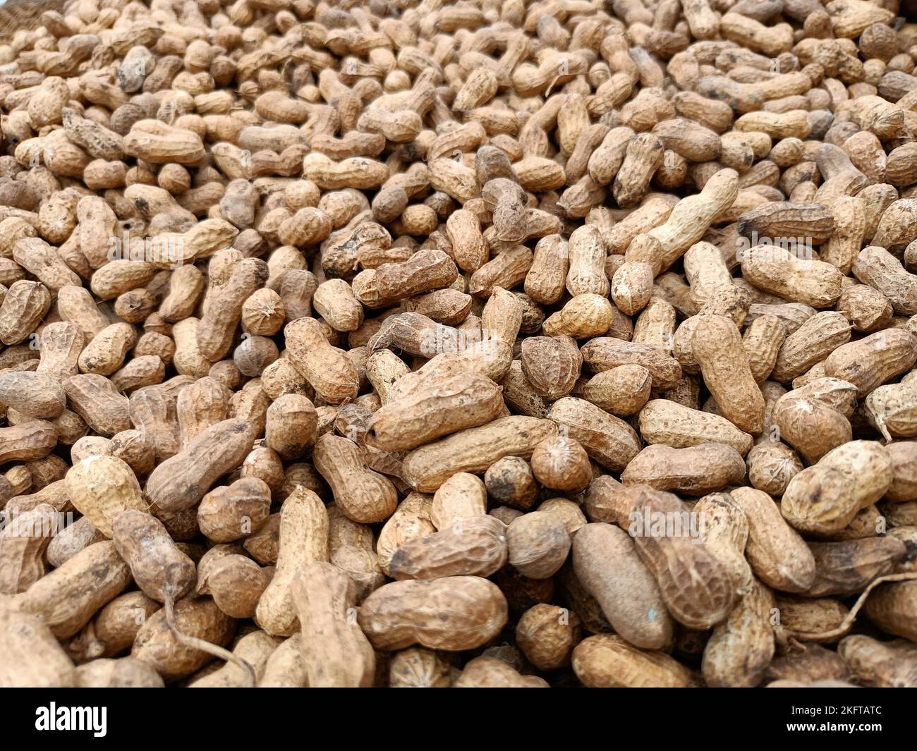 Peanut, groundnut, monkey nut, nut, golden brown colour seeds pods ...