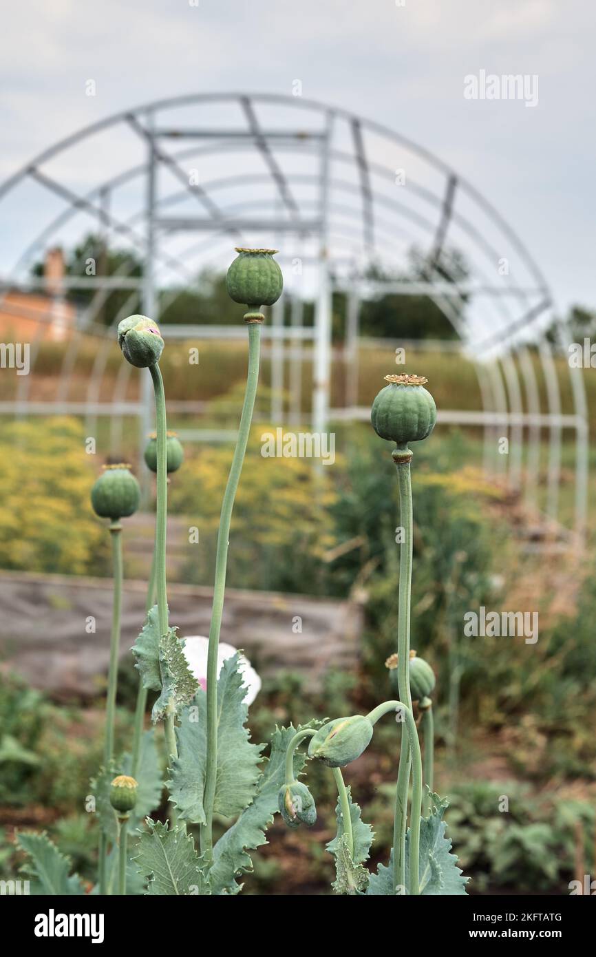 Vertical photo. Poppy with green heads grows in the garden. Sleeping ...