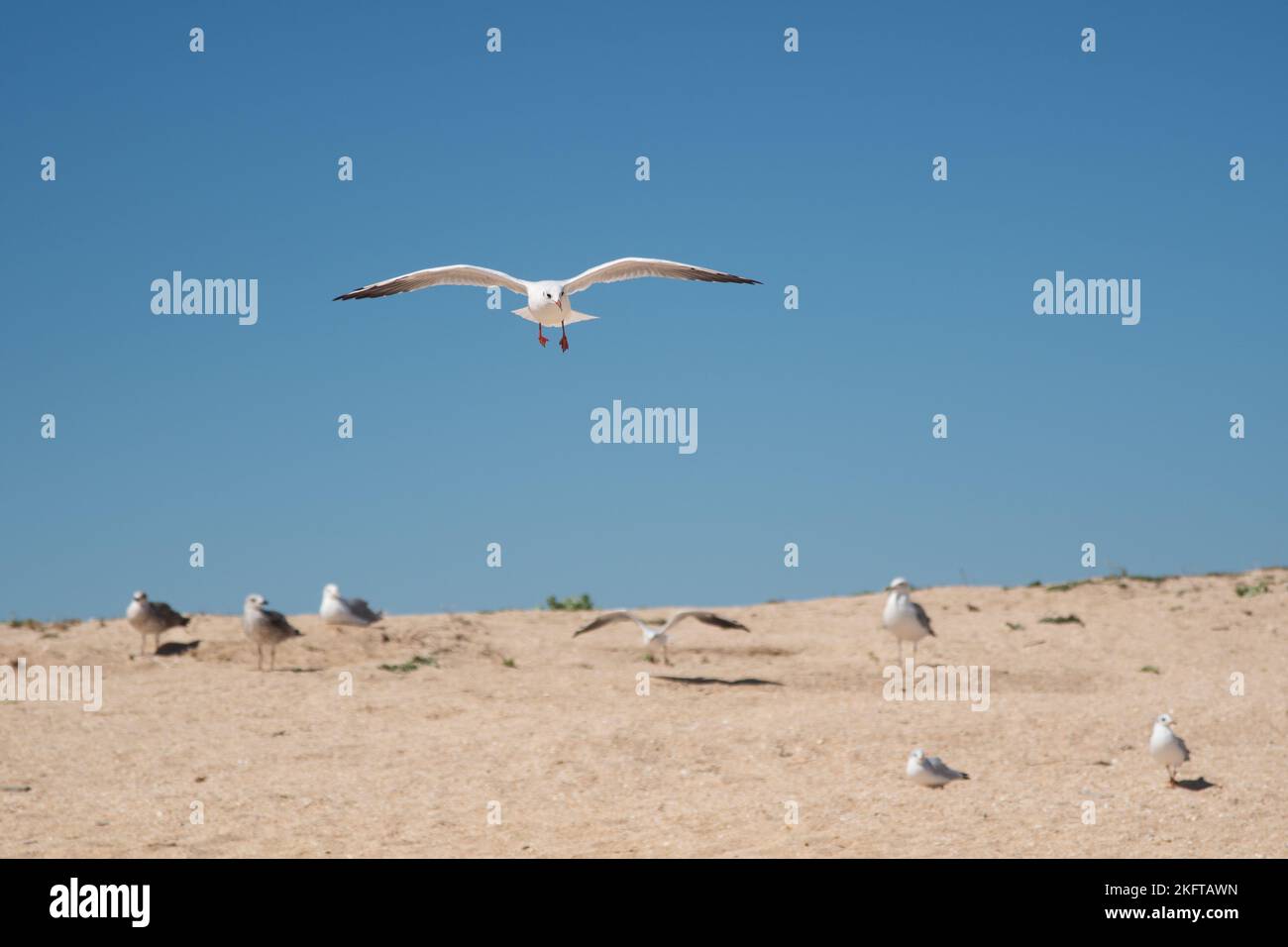 Horizontal photo. In summer, bright white Ukrainian gulls fly on the ...