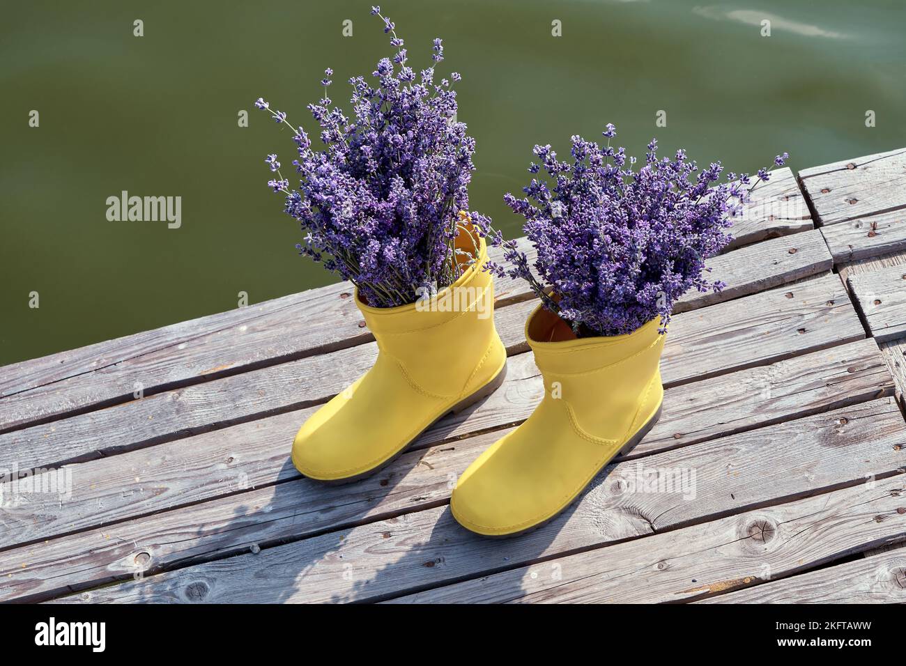 Vertical photo. Purple lavender in yellow rubber boots on a pier near a ...
