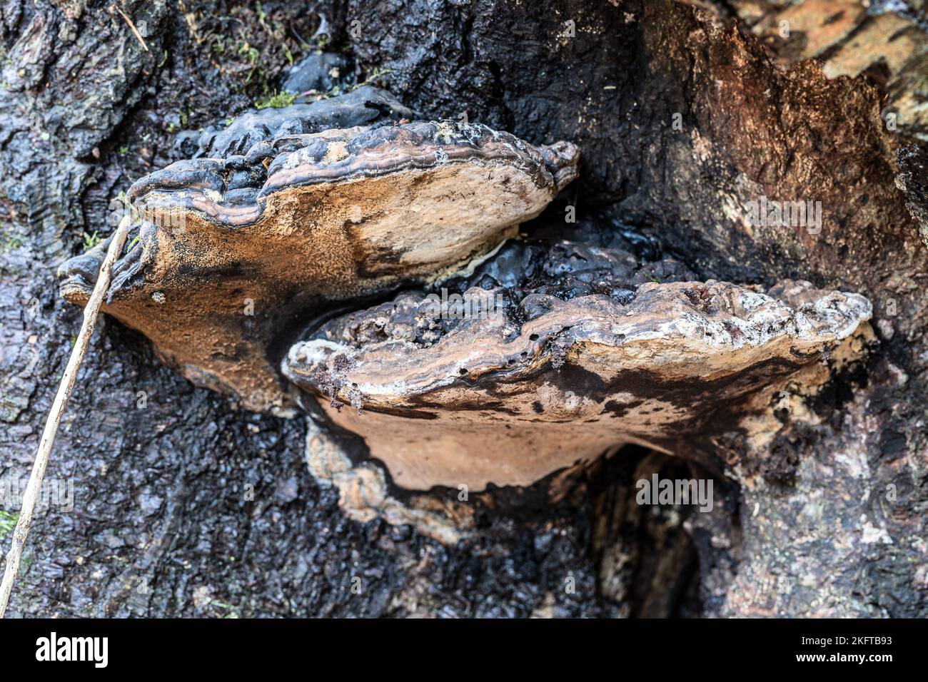 Southern bracket, Ganoderma australe,, Thornecombe Woods, Dorchester ...