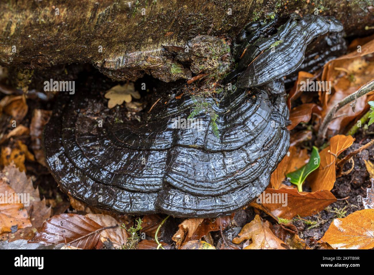 Southern bracket, Ganoderma australe,, Thornecombe Woods, Dorchester ...