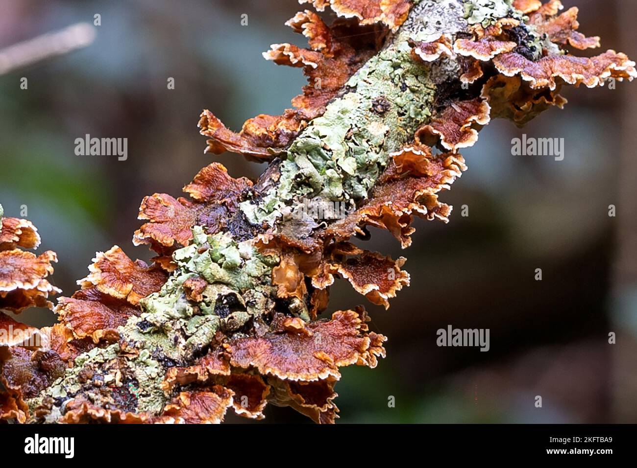 Bleeding Oak Crust ,Stereum gausapatum, Thornecombe Woods, Dorchester ...