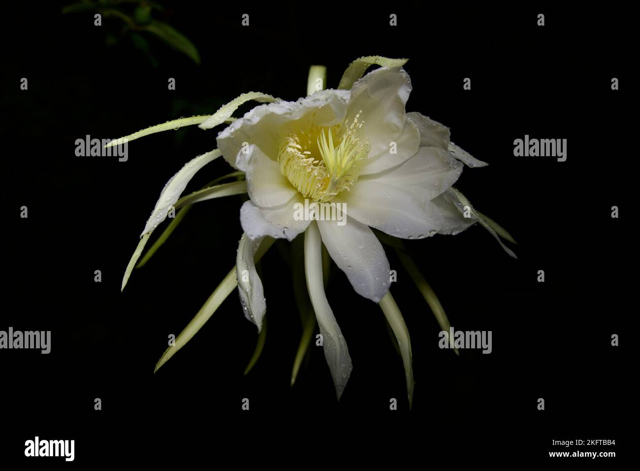 Queen of the night plant hi-res stock photography and images - Alamy