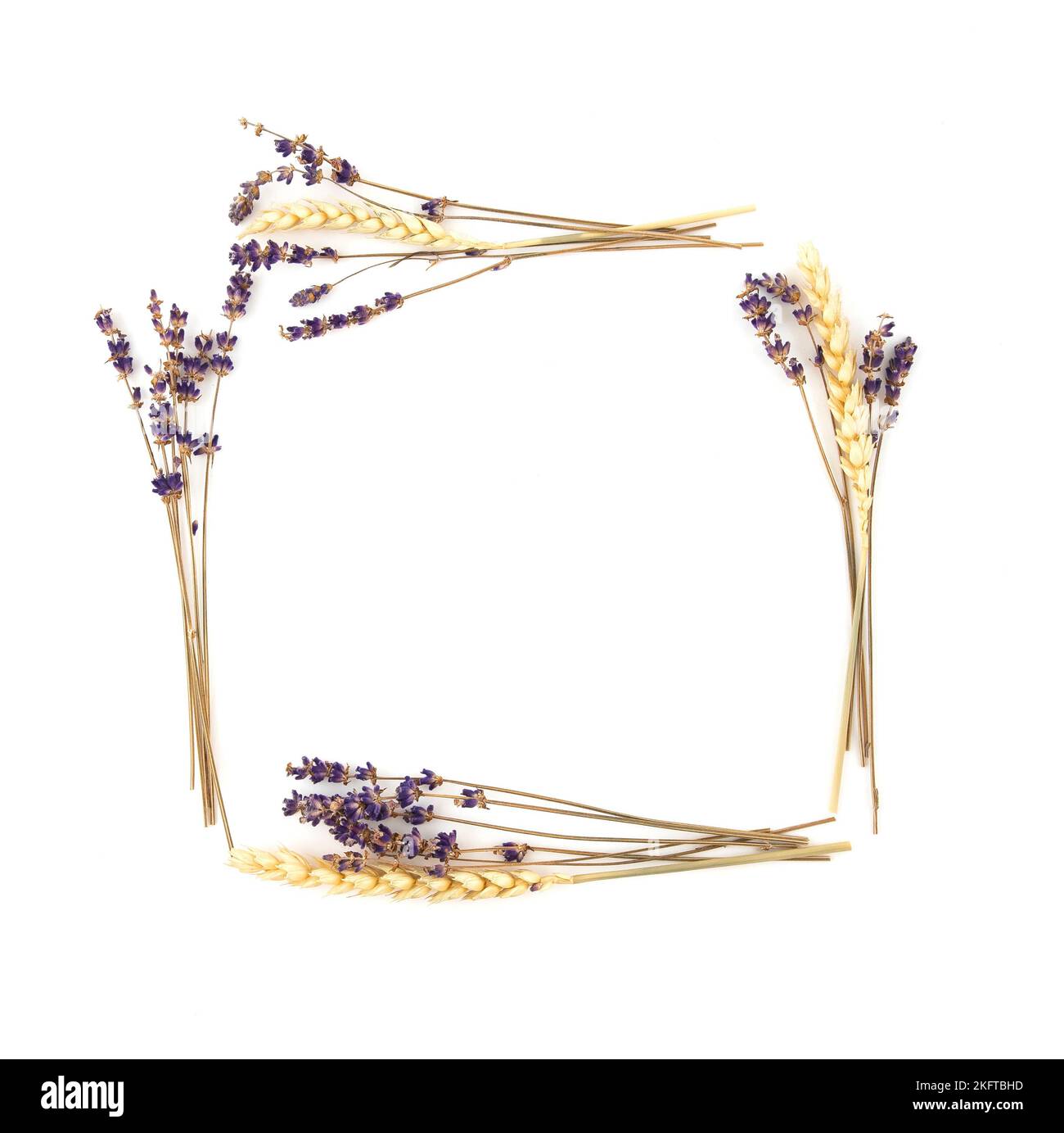 Wild violet border Cut Out Stock Images & Pictures - Alamy