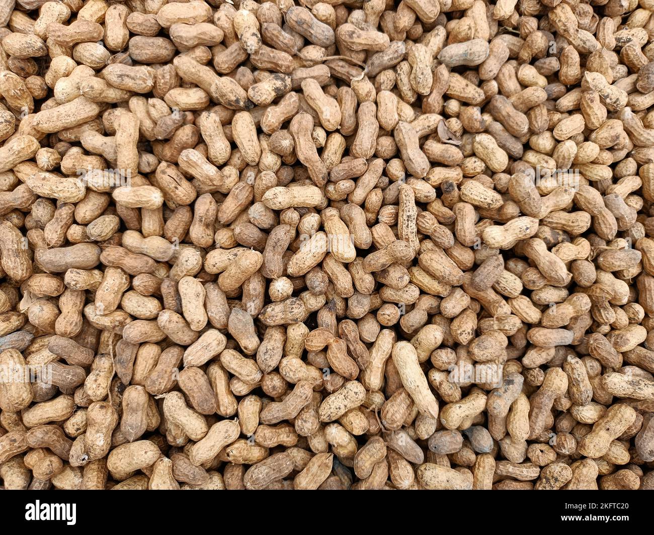 Peanut, groundnut, monkey nut, nut, golden brown colour seeds pods ...