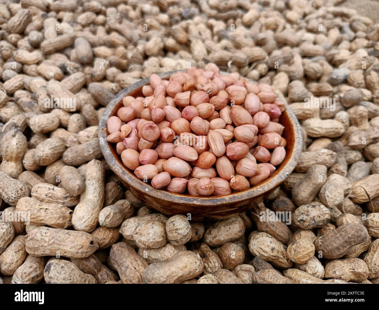Peanut, groundnut, monkey nut, nut, golden brown colour seeds pods ...