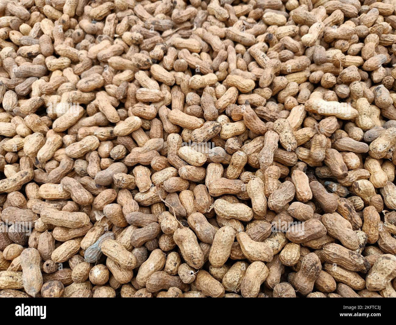 Peanut, groundnut, monkey nut, nut, golden brown colour seeds pods ...