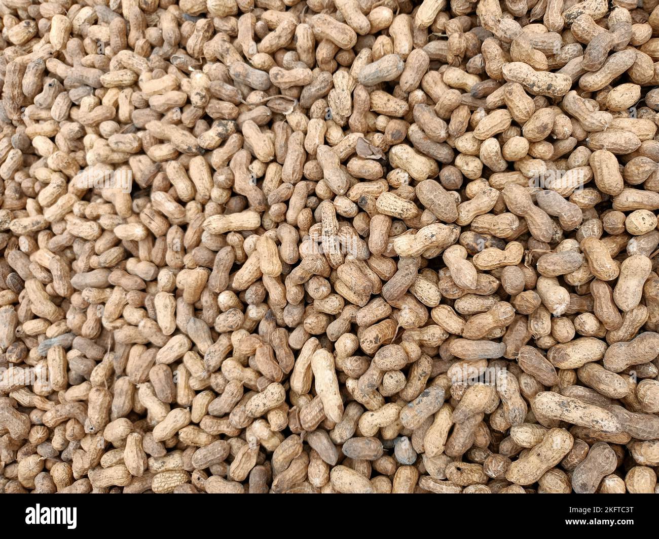 Peanut, groundnut, monkey nut, nut, golden brown colour seeds pods ...