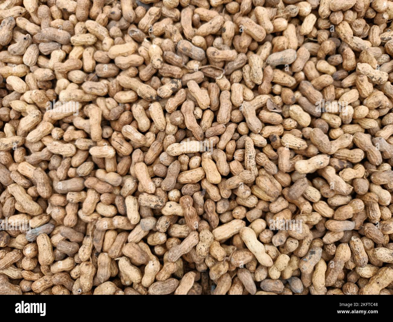 Peanut, groundnut, monkey nut, nut, golden brown colour seeds pods ...