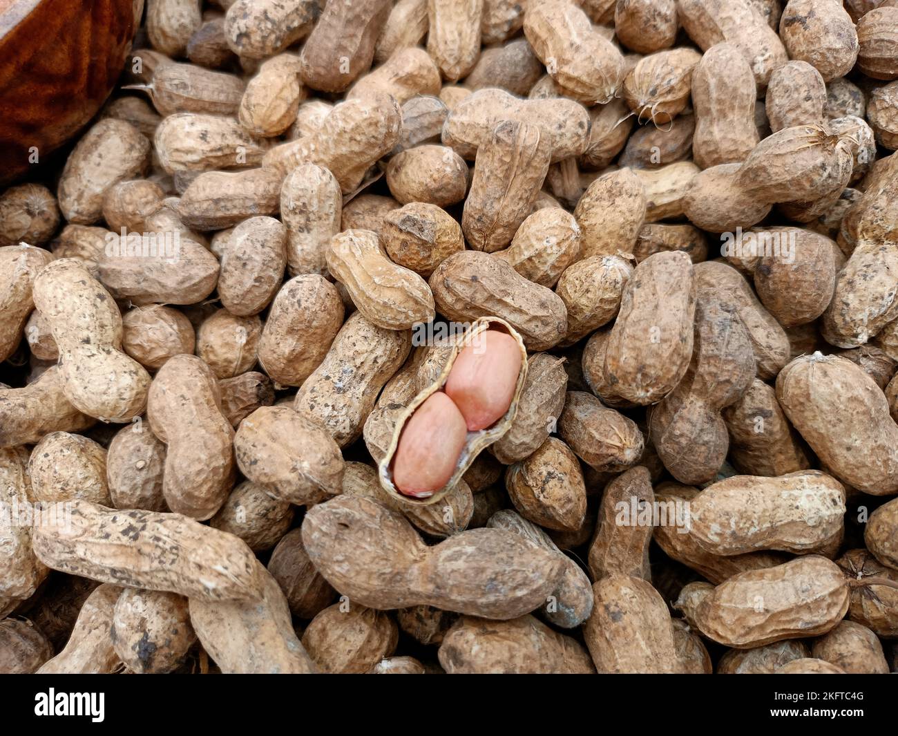 Peanut, groundnut, monkey nut, nut, golden brown colour seeds pods ...