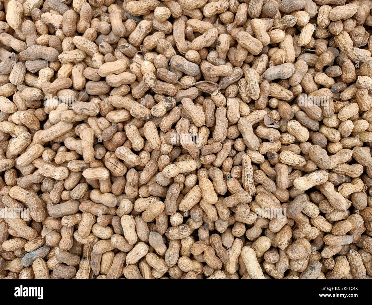 Peanut, groundnut, monkey nut, nut, golden brown colour seeds pods ...