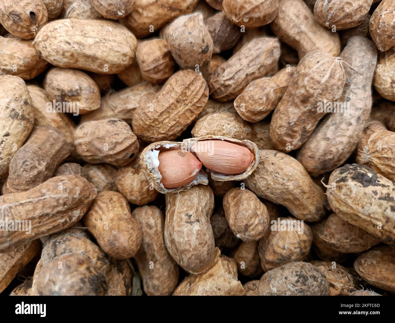 Peanut, groundnut, monkey nut, nut, golden brown colour seeds pods ...