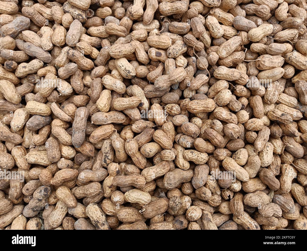 Peanut, groundnut, monkey nut, nut, golden brown colour seeds pods ...