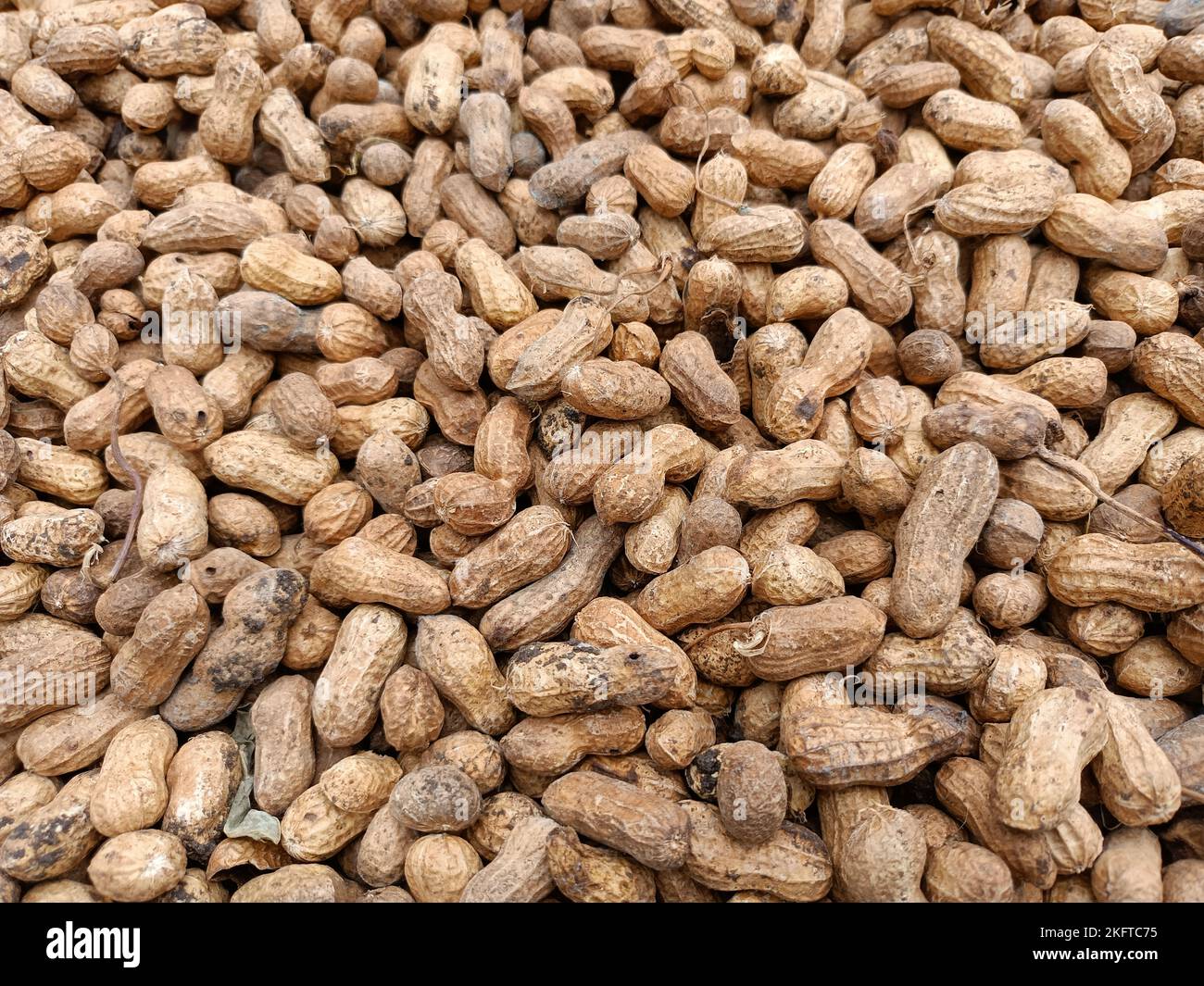 Peanut, groundnut, monkey nut, nut, golden brown colour seeds pods ...