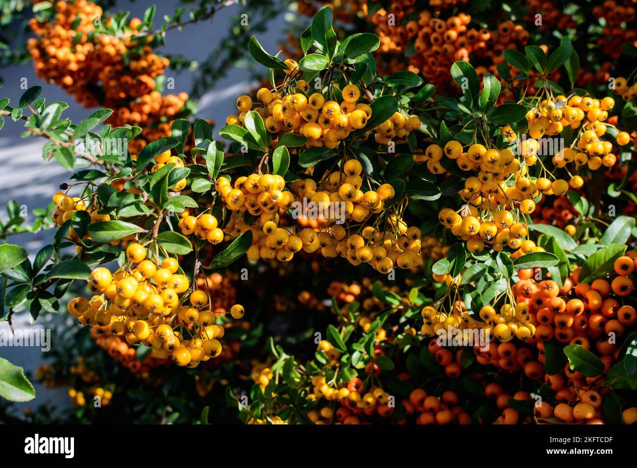 Small yellow and orange fruits or berries of Pyracantha plant, also ...