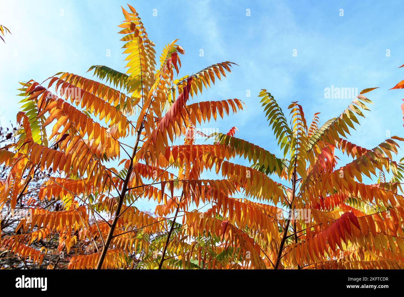 Minimalist monochrome background with large red and orange leaves and ...