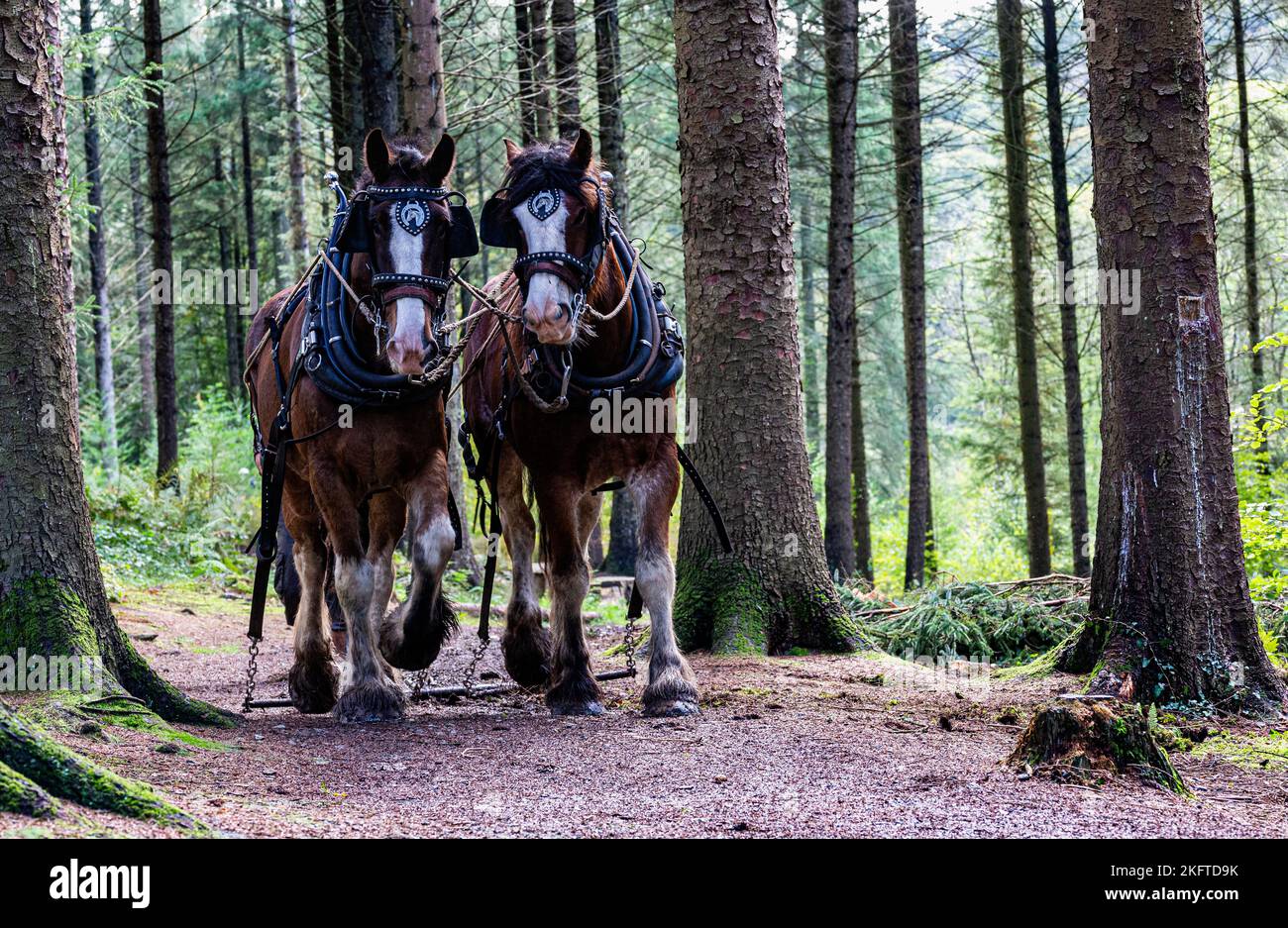 Two, Working, Heavy Horses in a Pine Forestry Plantation Walking ...