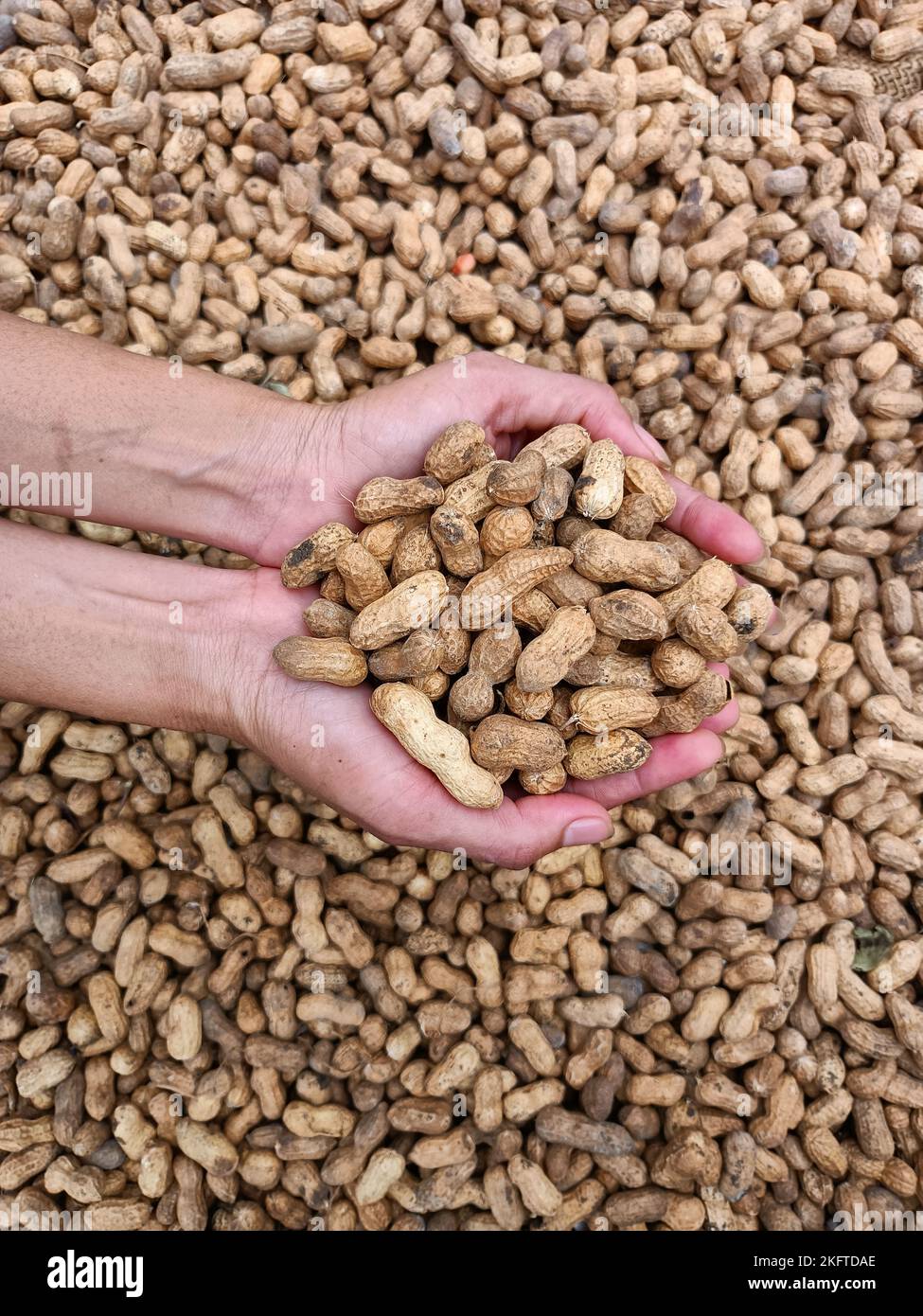 Peanut, groundnut, monkey nut, nut, golden brown colour seeds pods ...