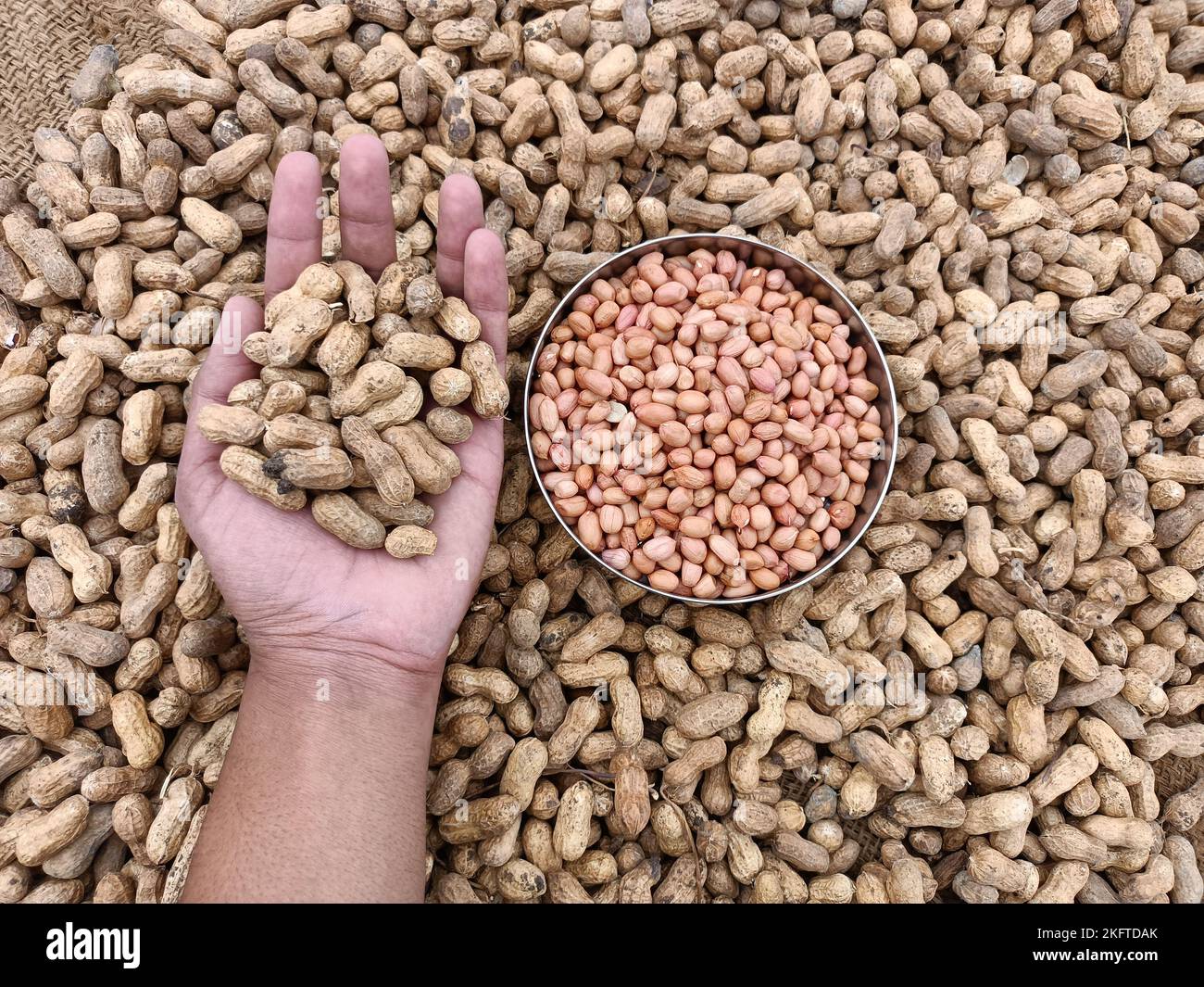 Peanut, groundnut, monkey nut, nut, golden brown colour seeds pods ...