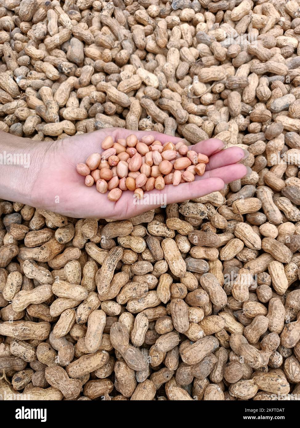 Peanut, groundnut, monkey nut, nut, golden brown colour seeds pods ...