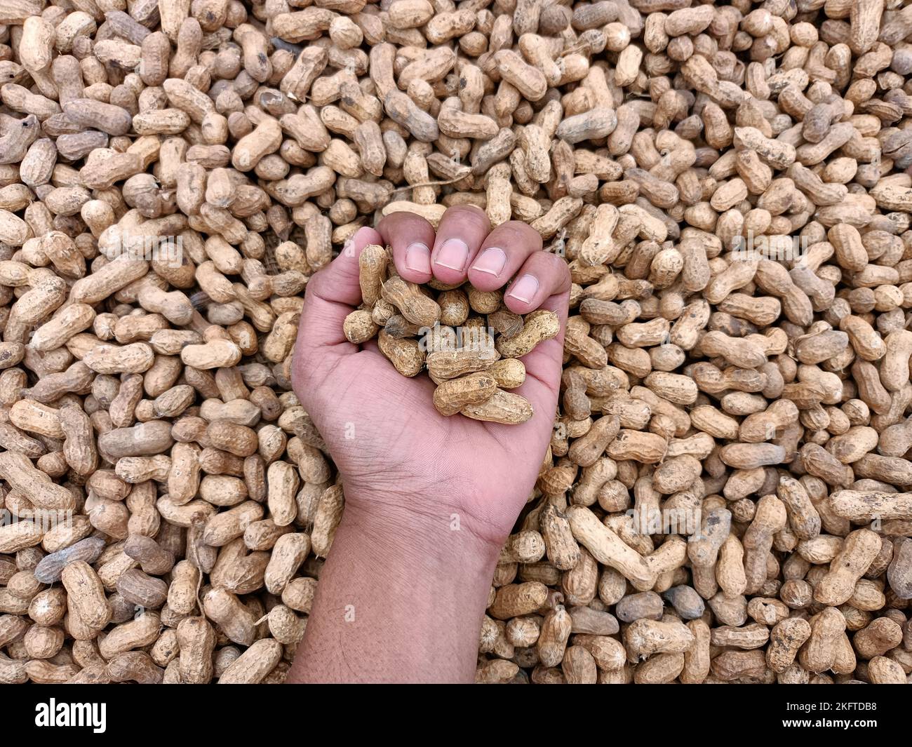 Peanut, groundnut, monkey nut, nut, golden brown colour seeds pods ...